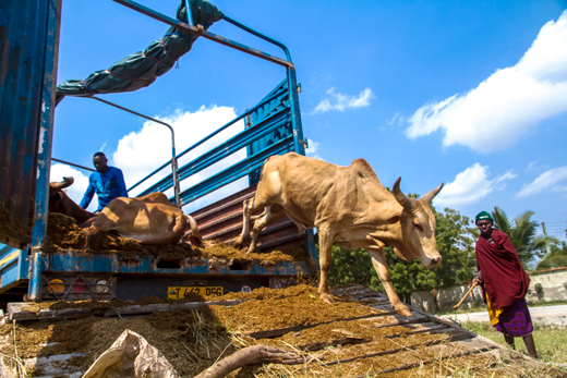 Matukio: NG'OMBE 600 WACHINJWA KATIKA SHEREHE YA EID AL ADHA JIJINI DAR ...