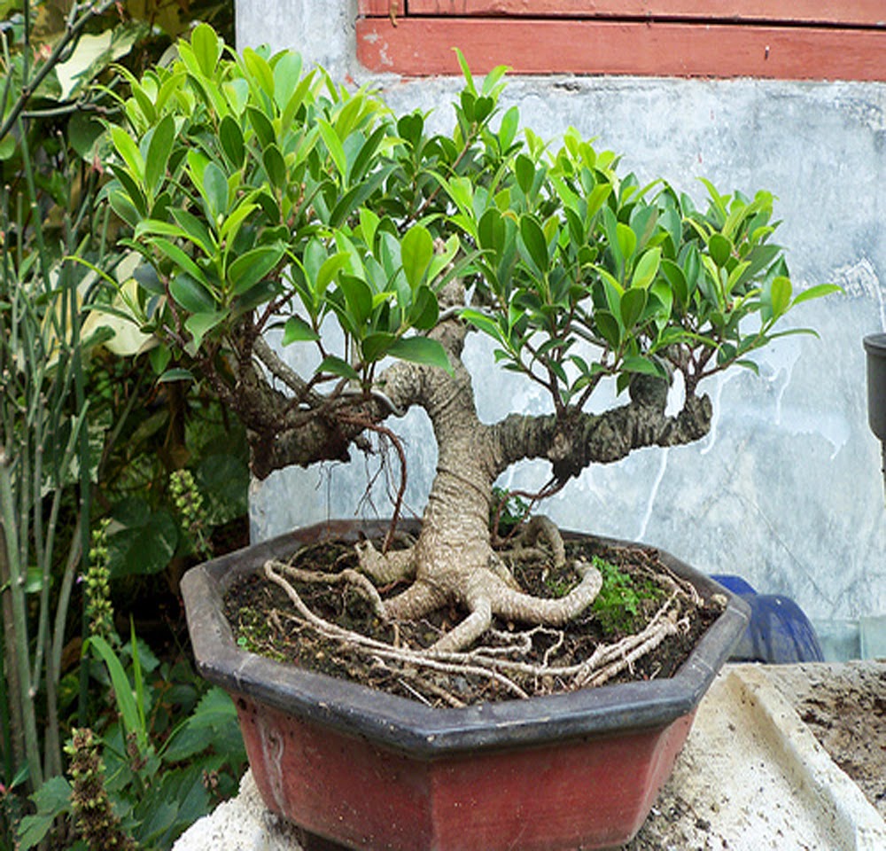 TRANSMEDIA: Tanaman apa sih bagus buat BONSAI