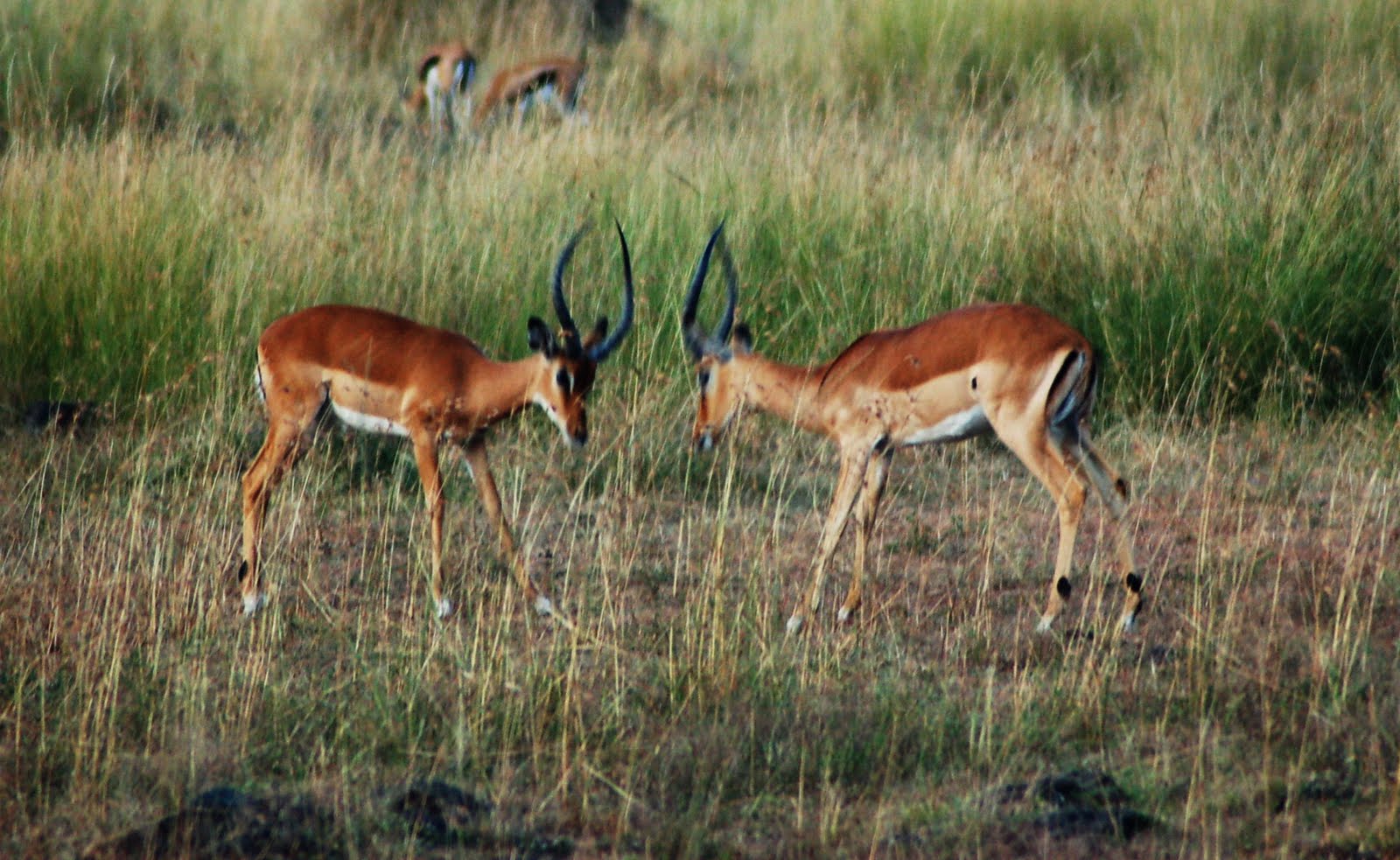 Imagination Lane: The A - Z April Challenge: I