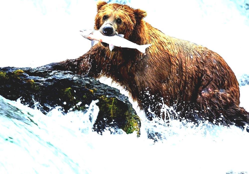 Grizzly Bear - Bear Diet