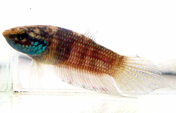 Beauty Mouthbrooder - Betta pulchra ~ Nice Betta