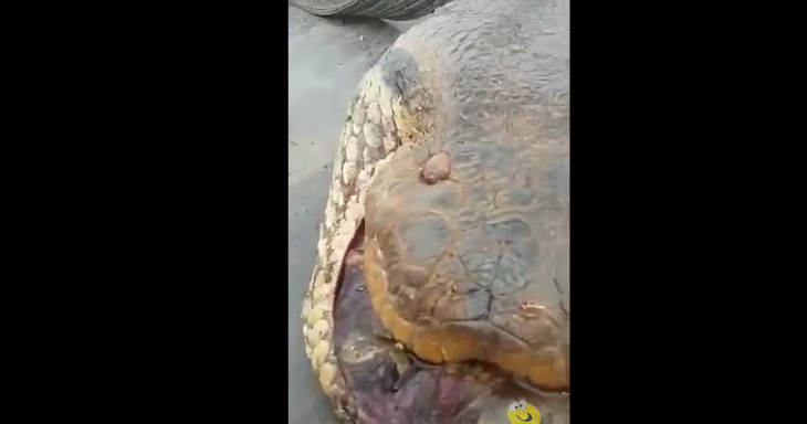 HUGE SEVEN METER LONG SNAKE . - Best Right Way