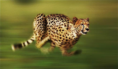 Citah Pelari Tercepat di Dunia | Pendidikan 60 Detik