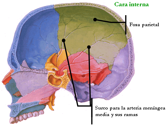 MediEstudy: Parietal bone