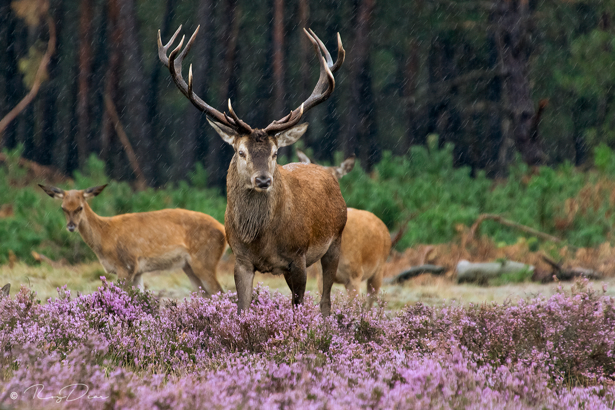 Foto's: Edelhert