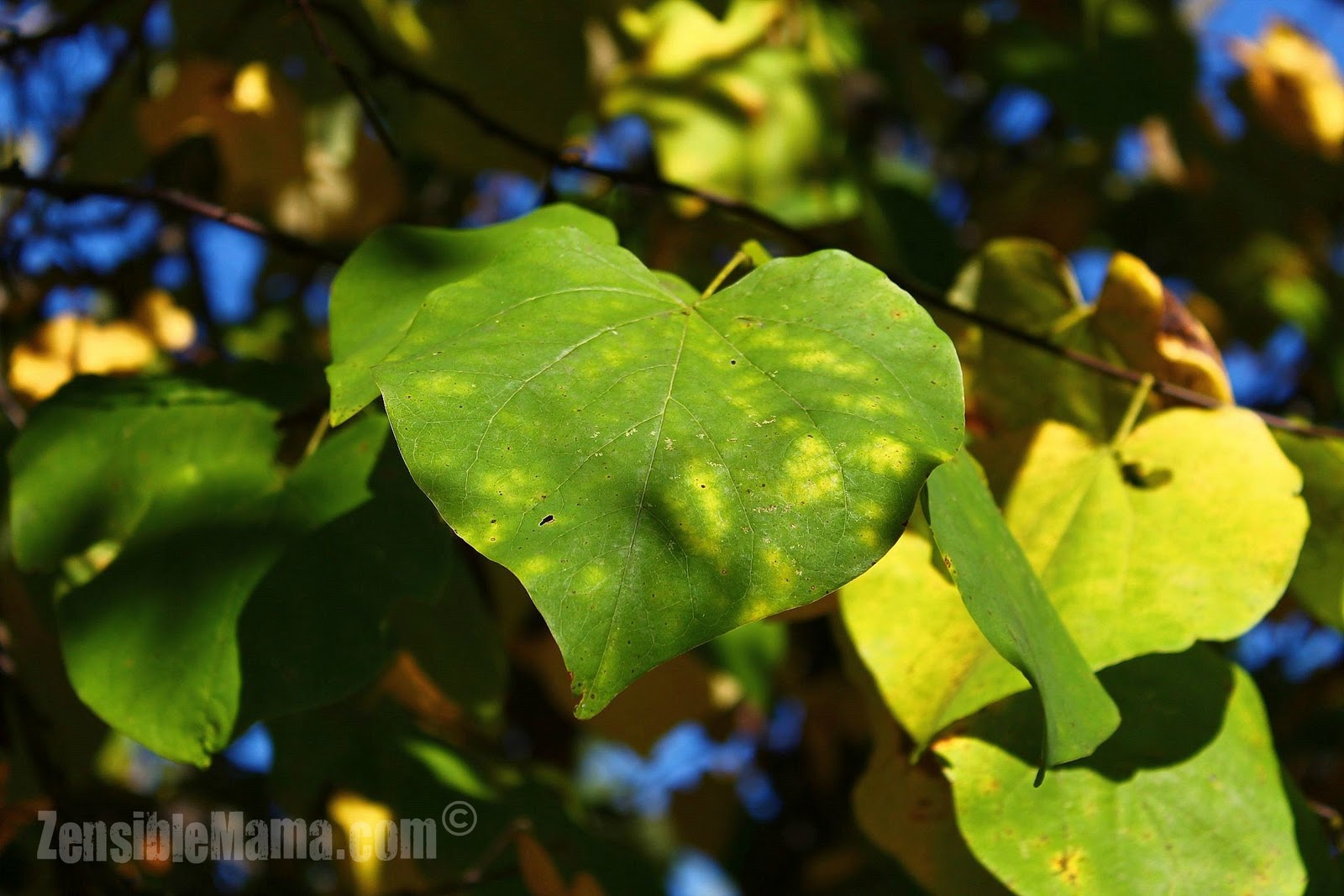 Zensible Mama: Fall Fun - How to Create Flower Bouquets from Fall Leaves