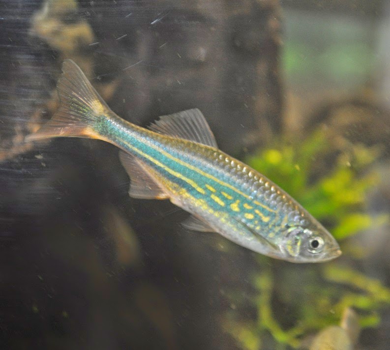 ZOOTOGRAFIANDO (5.836 ANIMALS): DANIO GIGANTE / GIANT DANIO (Devario ...