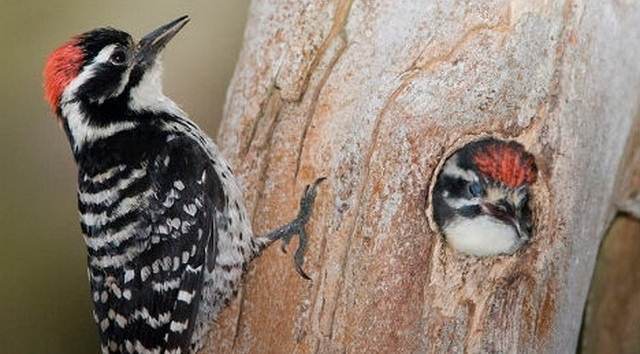 Burung Pelatuk | BERBAGI INFO : Tips Trik & Pengetahuan