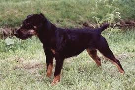 Alman Av Terrier'i Cinsi - Köpek Cinsleri