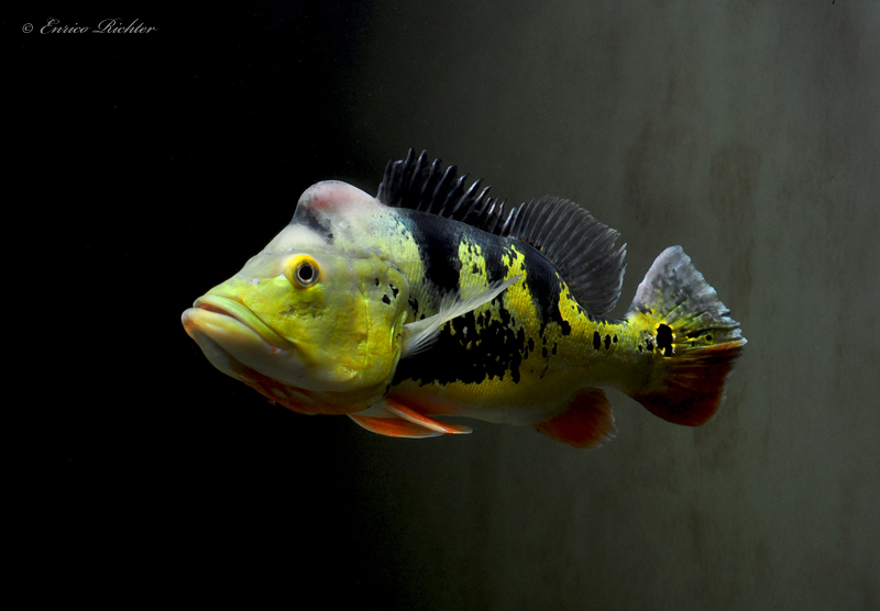 Mania de Aquário: Tucunaré (Peacock bass, Cichla sp.)