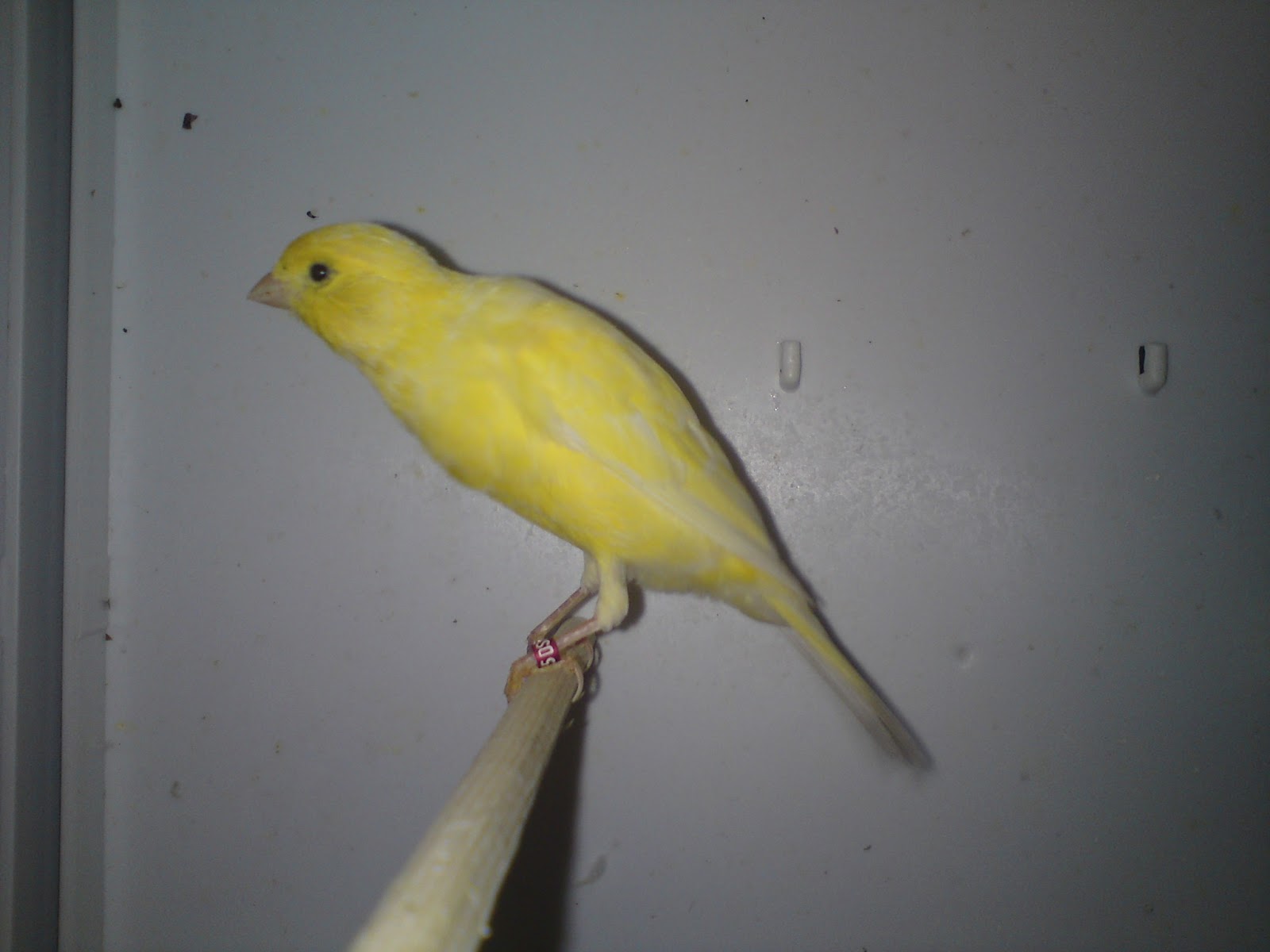 a scotch fancy canary blog