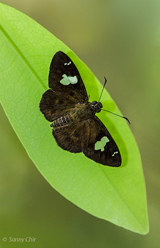 Butterflies of Singapore: Butterflies Galore! : White Banded Flat