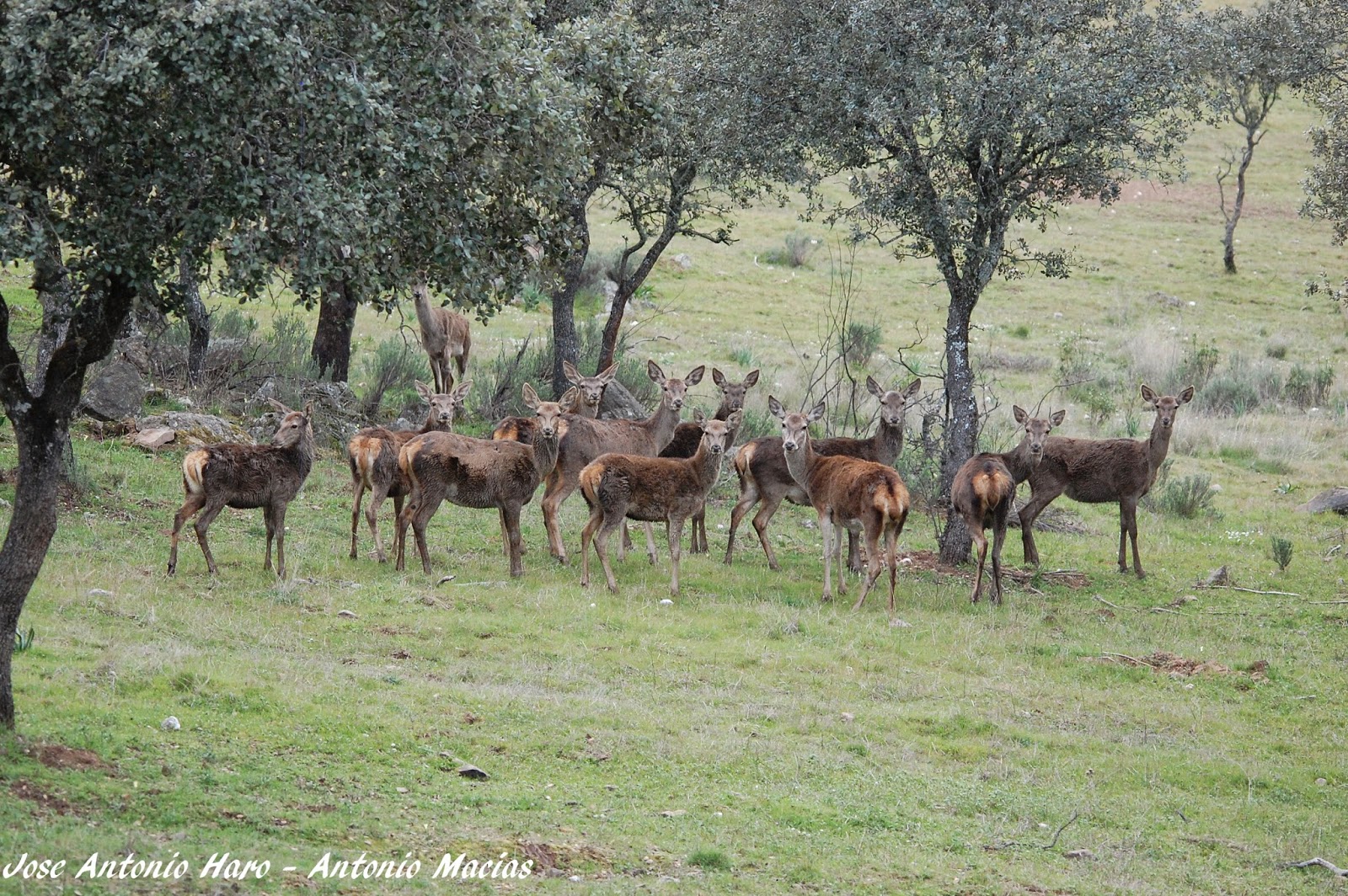 RioYeguas: Solana del Pino y su Apuesta por el Lobo