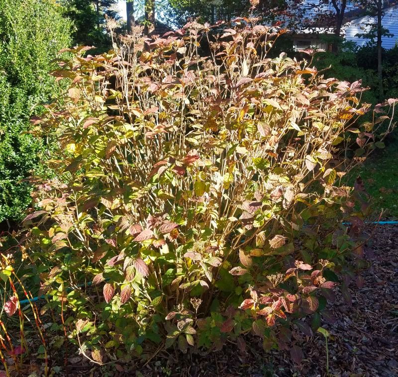 Future Plants by Randy Stewart: Hydrangea - Other Species