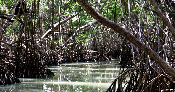 VILLEGAS.AGUAySOCIEDAD: Mangle blanco