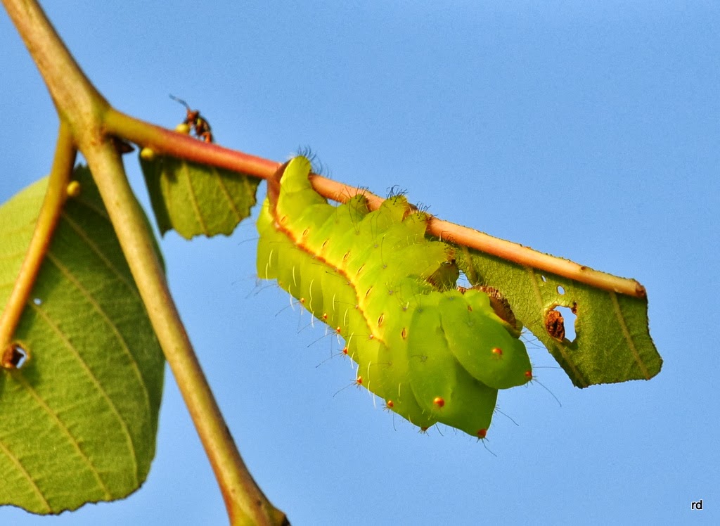 Figuring Things Out: Tussar Silkworms