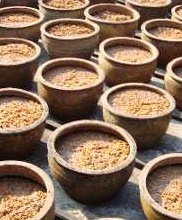 Anim Agro Technology: TAUCU - APA KHASIATNYA