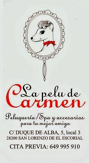 NOBLE GALGO: Truns, perrito mini paticorto pidiendo entrar en alguna casa!.