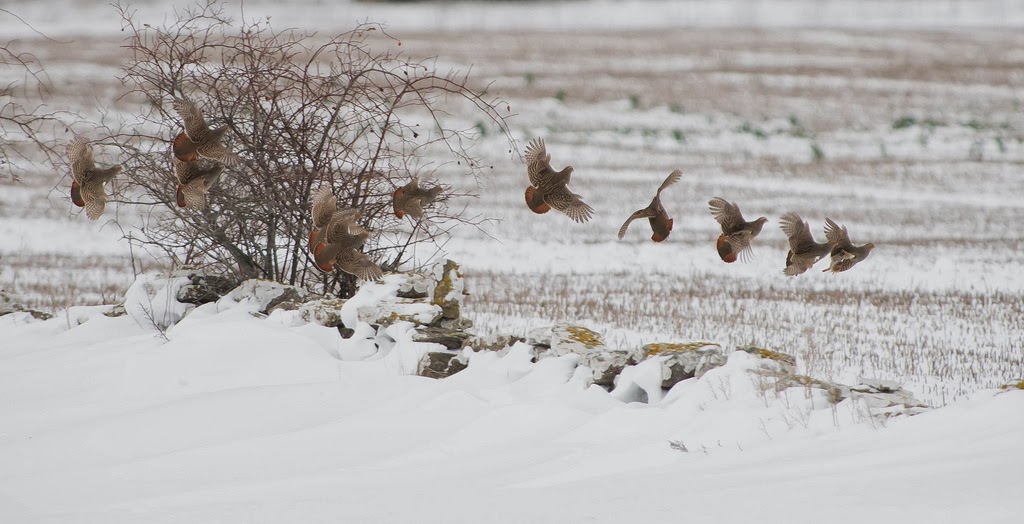 Species of UK: Week 33: Grey Partridge (‘Perdix perdix’)