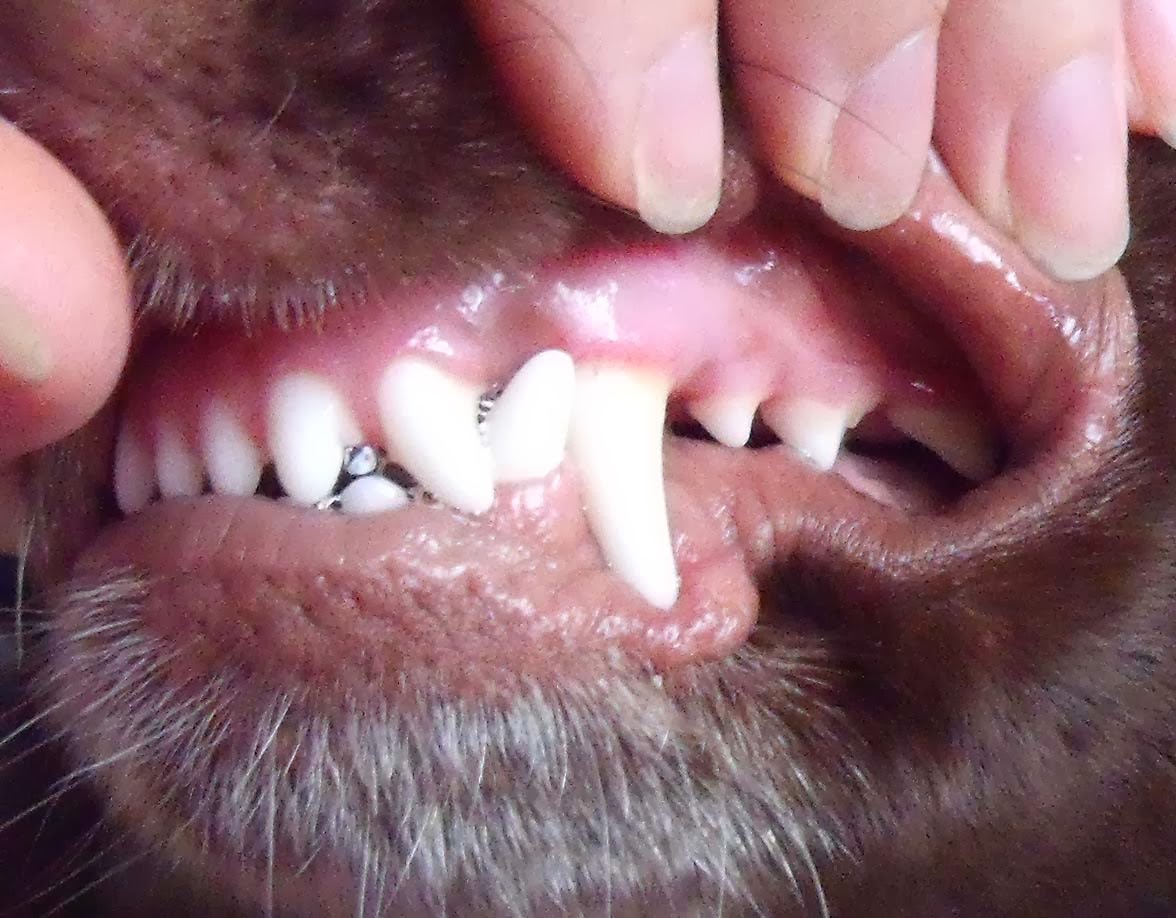 Pet Care | Plaque OFF animals | Plague - Informpet UK: The Reason why ...