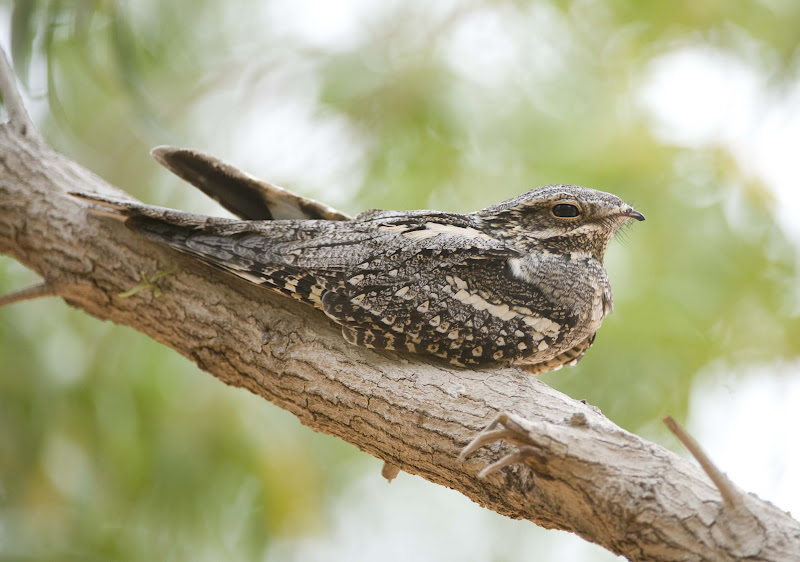 Birds of Saudi Arabia: European Nightjar in the Eastern Province of ...