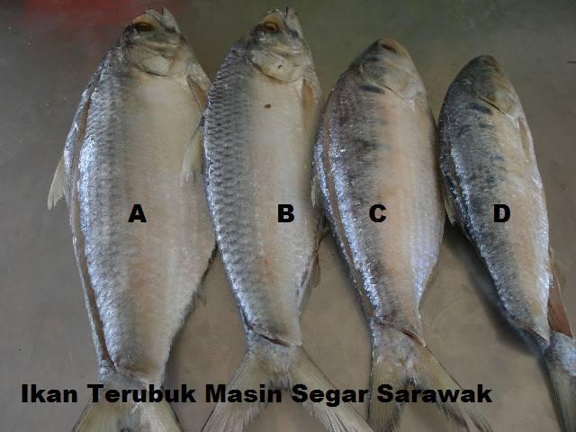 Tempat Menarik di Kuching: Ikan Terubuk Masin