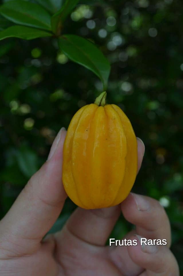 FRUTAS RARAS