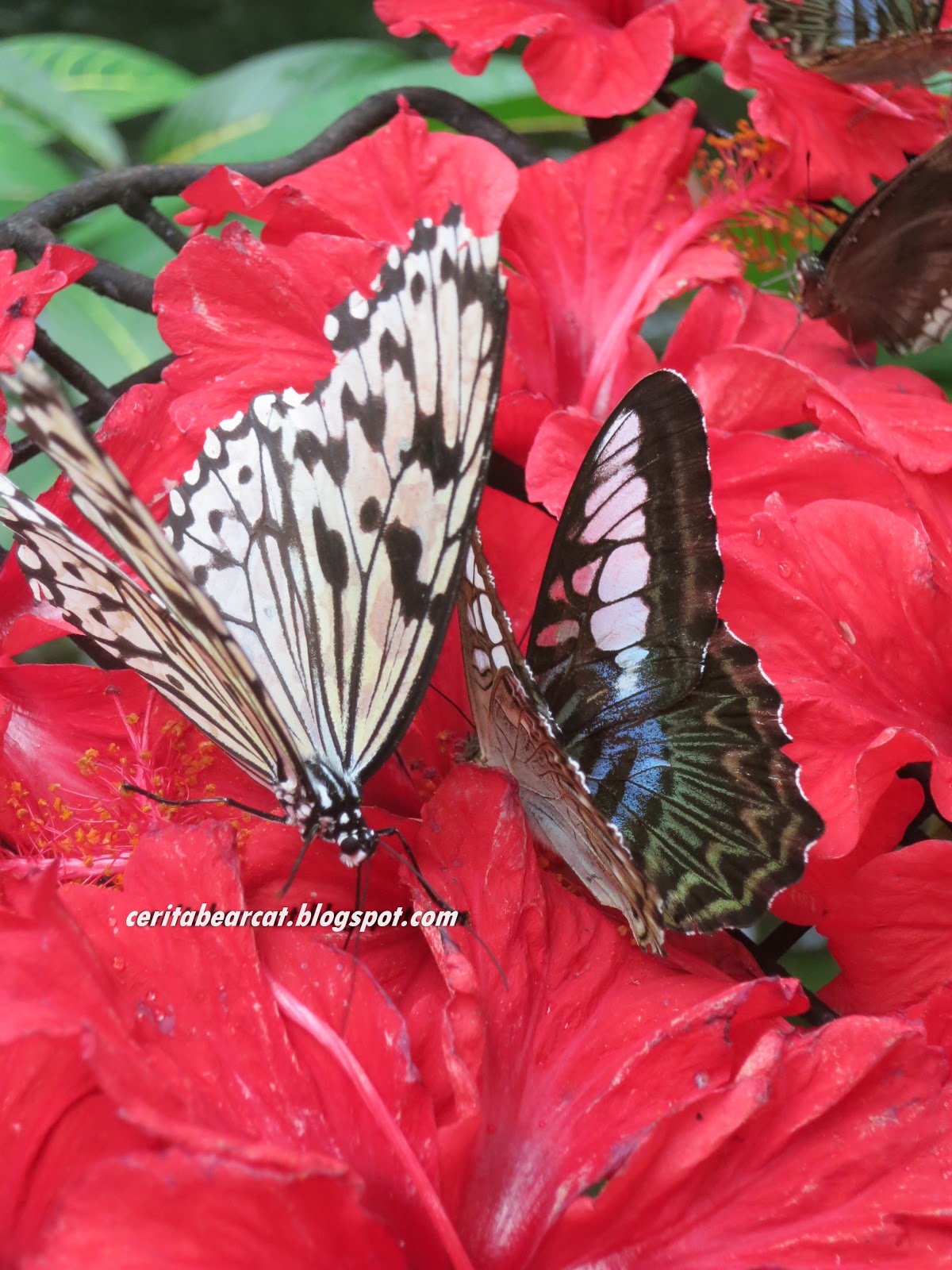 Cerita Bearcat: Taman Rama-Rama, Teluk Bahang, Penang