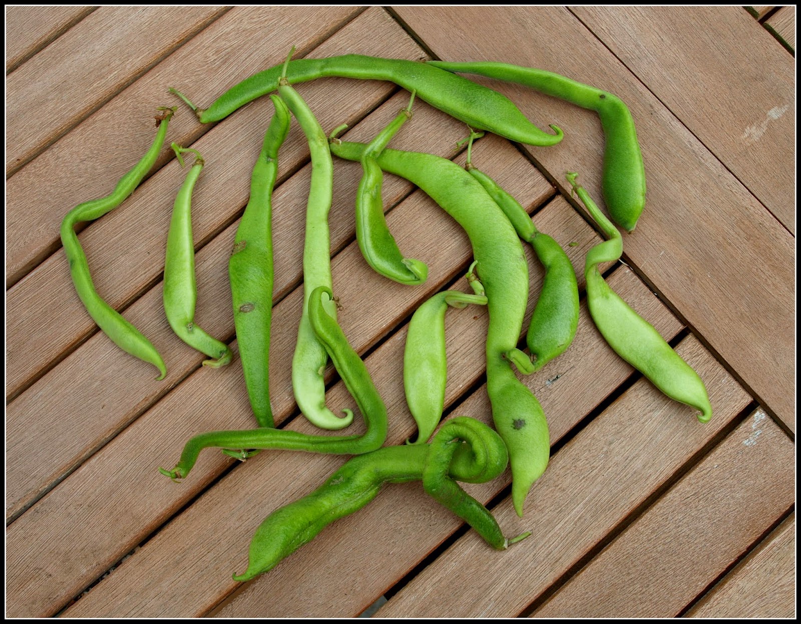 Mark's Veg Plot: Distorted Beans