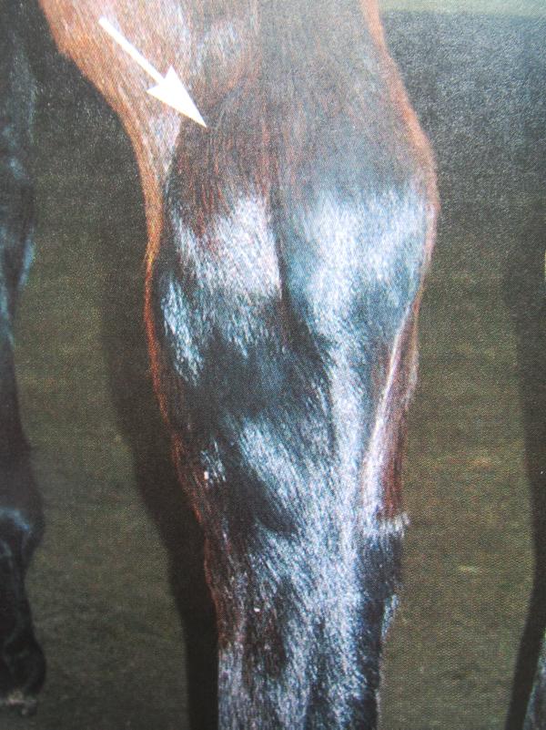 Horse Life and Love: All About ... Thorough Pin