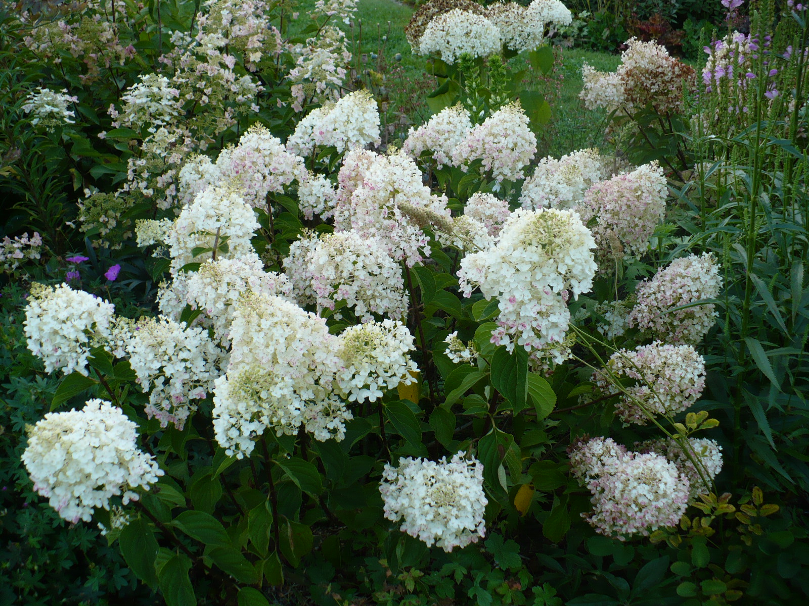 Hydrangea, Hortensja: Hydrangea paniculata (Hortensja bukietowa ...
