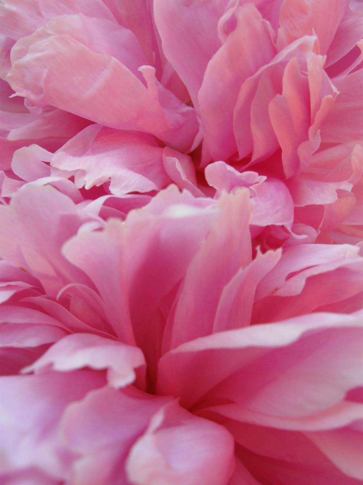 semplicidee...: COLORE ROSA