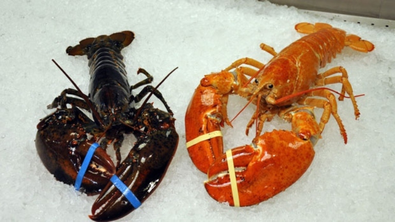 Lobster Facts - Fresh Red Snapper, Buy Red Snapper, Red Snapper Facts ...