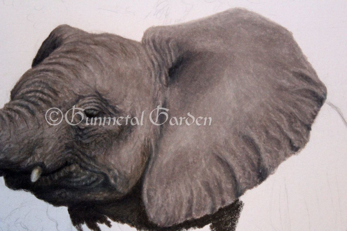 The Gunmetal Garden: African Elephant Ear Tutorial
