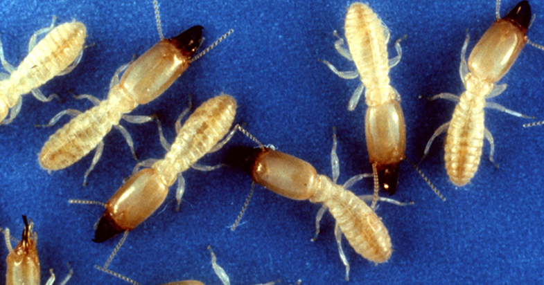 Termite Larvae: Identification and Information