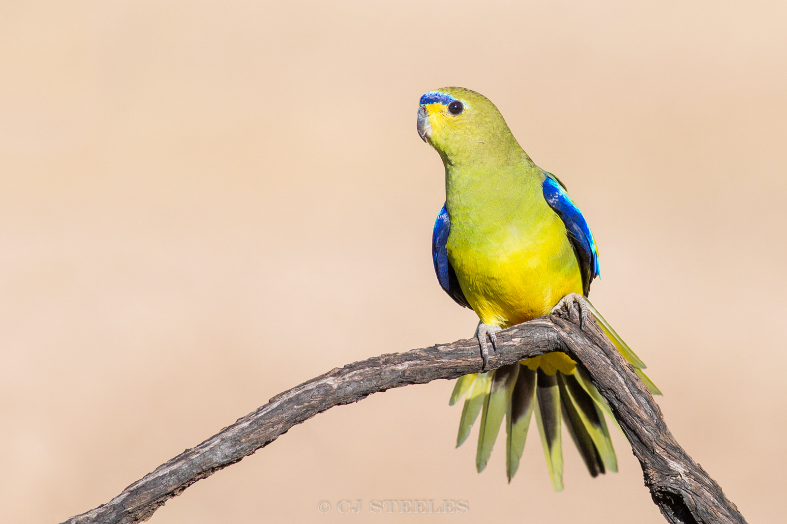 Of Potato weed and Elegant Parrots....
