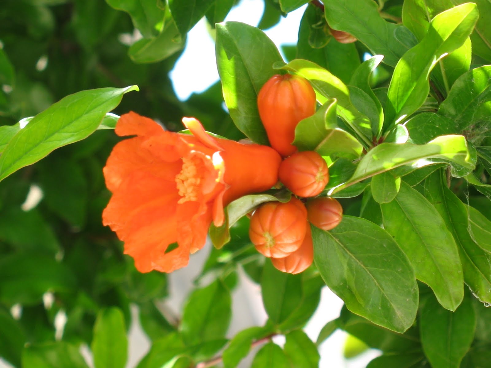 Jurnal de gradina: Flori de rodiu