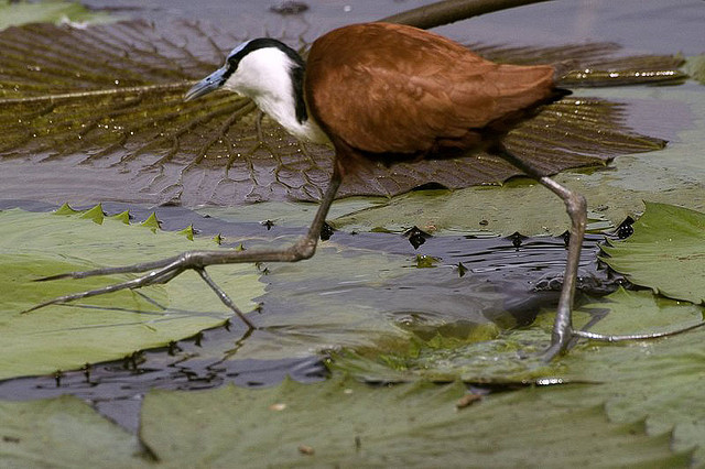 Jaçana – The Big Foot of the Bird World | The Ark In Space