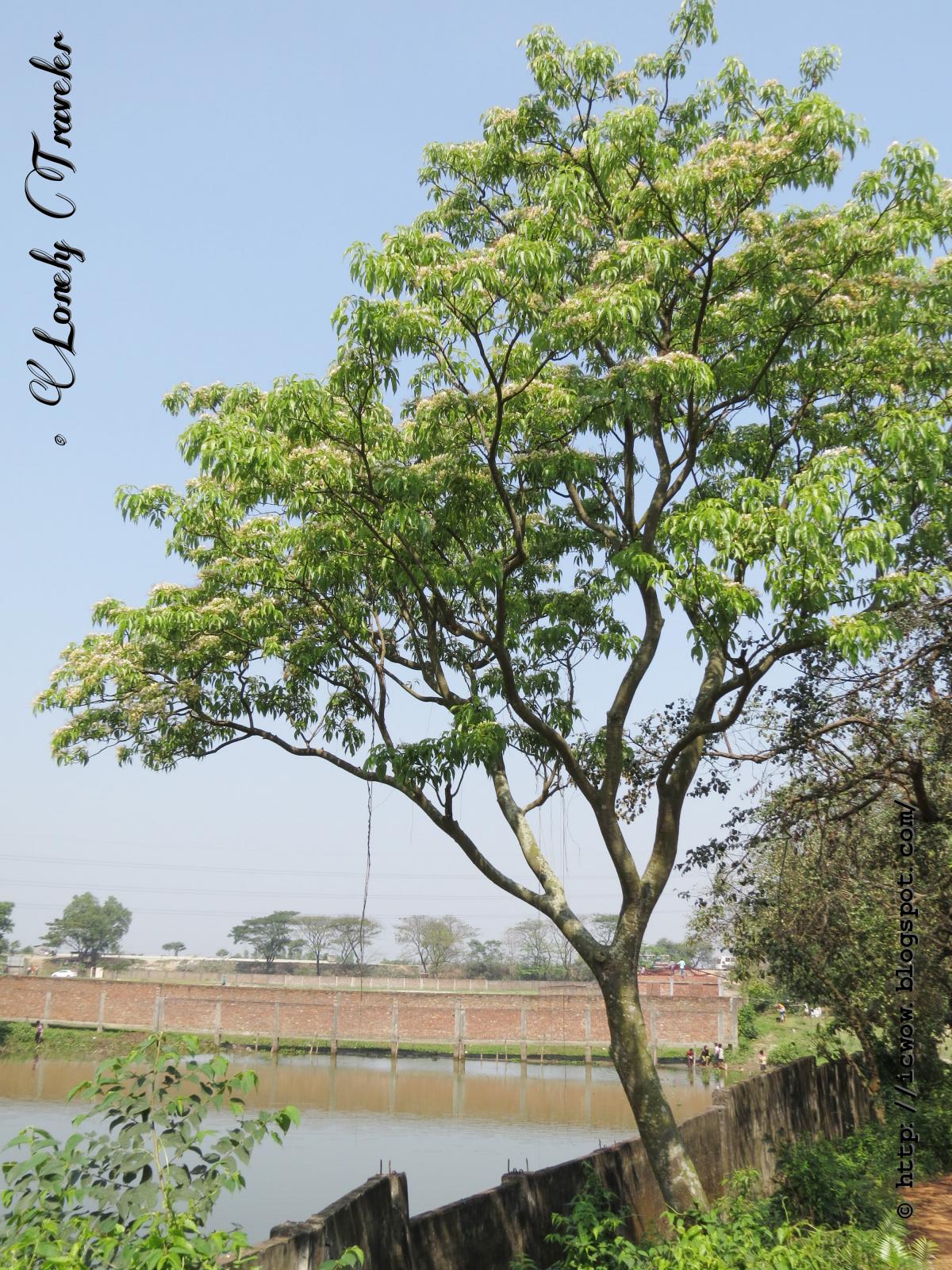 Temple plant - Crataeva religiosa