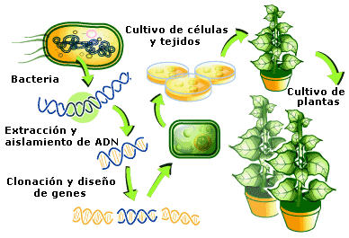 Vic's Blog: OGM: Organismos Genéticamente Mejorados.