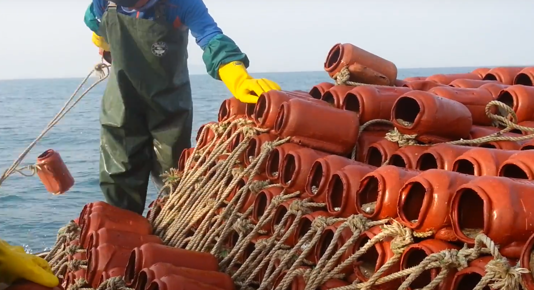 Cara Pengoperasian Bubu Gurita