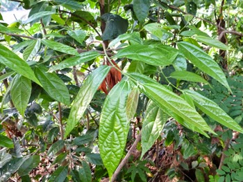 Microcos paniculata - Kohu kirilla | SL Flora