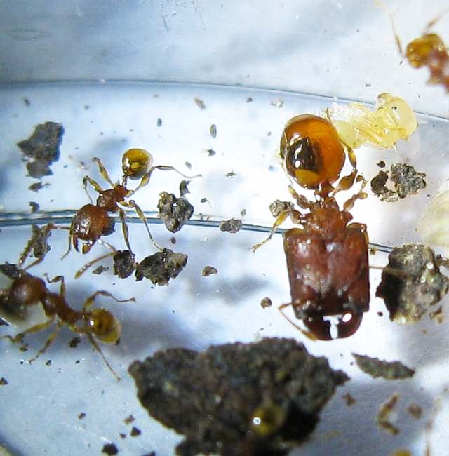 Photos and Info on Ants and Termites of Malaysia: Pheidole sp