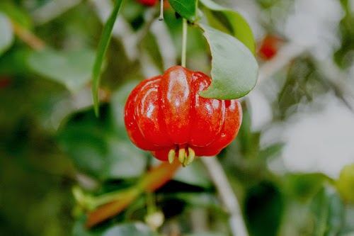 BUMI HIJAU NURSERY (002279488-D): Benih Cermai Belanda