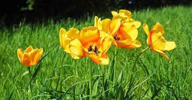 FILOSOFI BUNGA BERWARNA KUNING