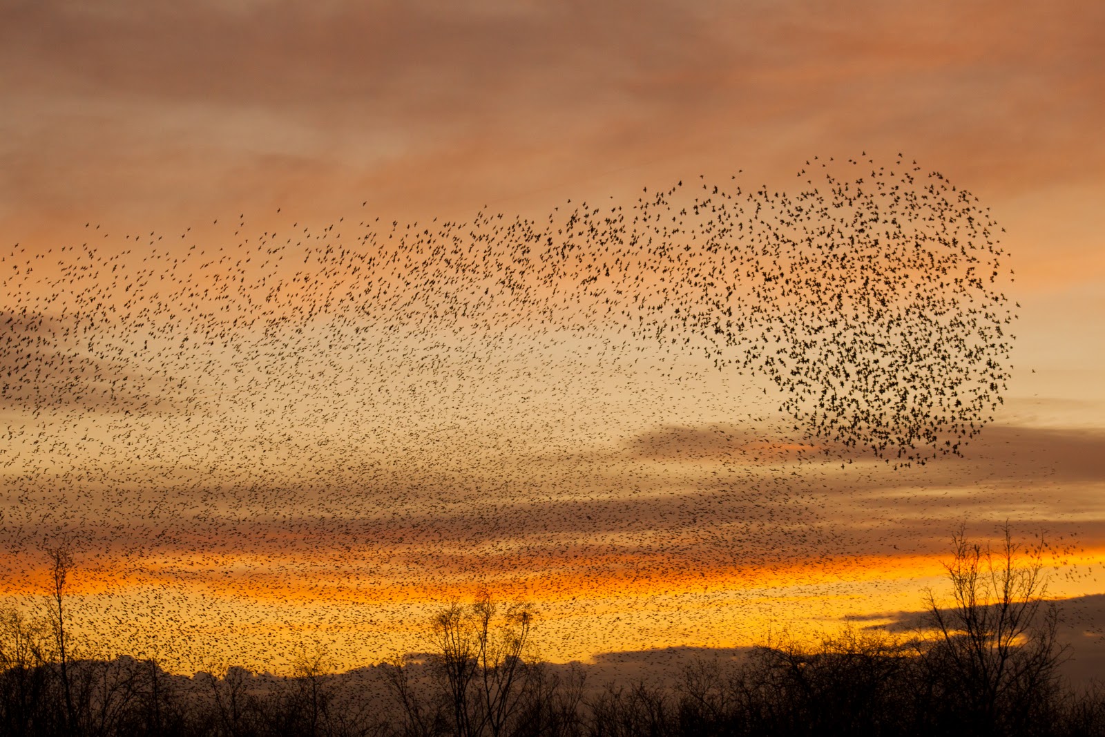 A Middle Aged Man Blogs: Murmurations