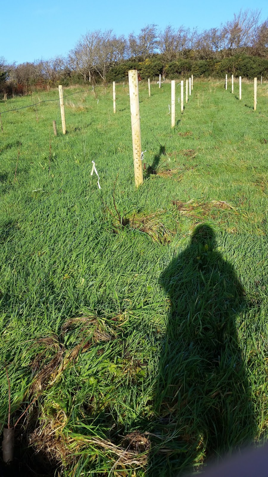 Viticulture in Ireland: Clearing the grass