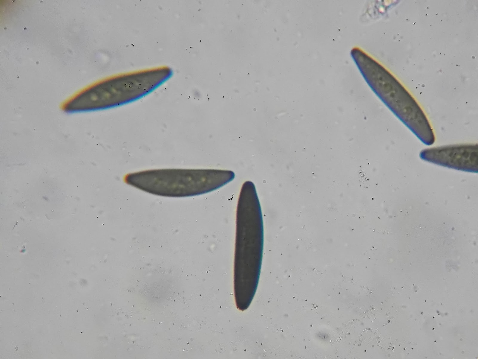 Calderdale Fungi - Halifax Scientific Society - Mycology Section: Crow ...