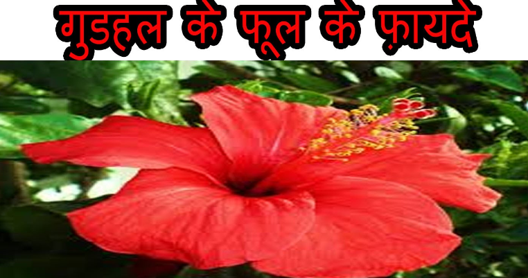 Ayurveda Home and Remedies with Nature: गुडहल के फूल के गुण और उसके ...