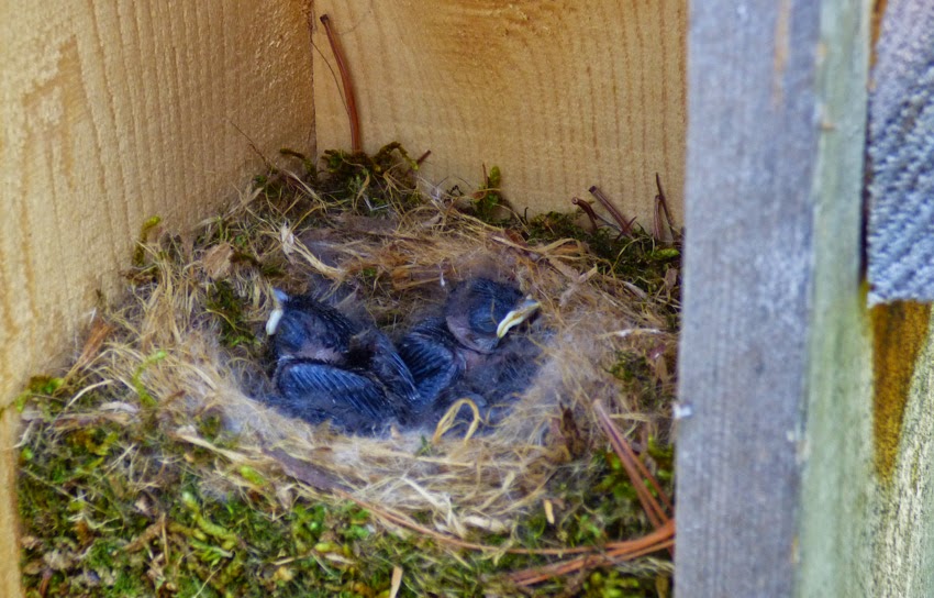 Life, Birding, Photos and Everything: Birding the Mt.